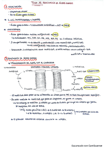 esquema-tema-16-metabolismo-de-acidos-grasos.pdf