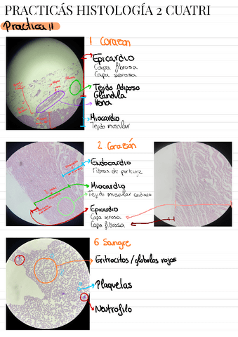 FOTOS-PRACTICAS-2-CUATRI.pdf