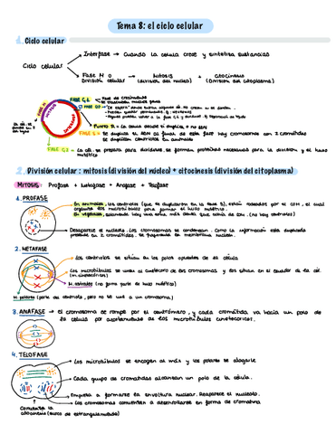 Esquema-Del-Ciclo-Celular.pdf