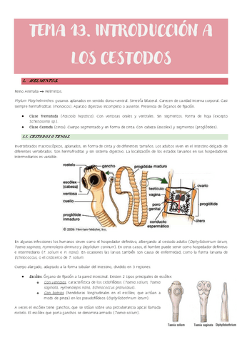 Tema-13.-Introducciona-los-cestodos.pdf