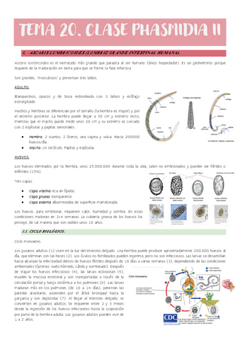Tema-20.-Clase-Phasmidia-II..pdf