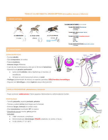 Tema-37.-Orden-Diptera.pdf