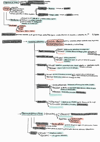 Tema-11-Micro esquema.pdf