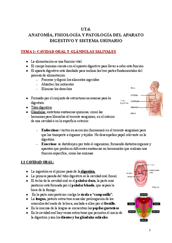 RESUMEN-ANATOMIA-UT6.pdf