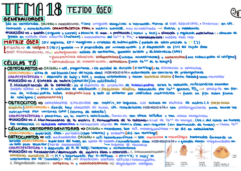 BIOCEL-Esquema-Tema-18-tejido-oseo-A4.pdf