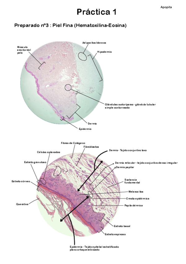 Cuaderno-de-practicas-Histo-Gen-23-24.pdf
