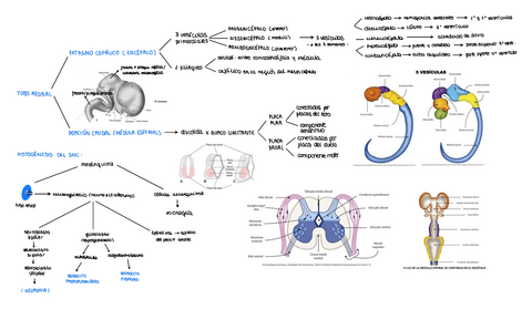 desarrollo-del-SNC.pdf