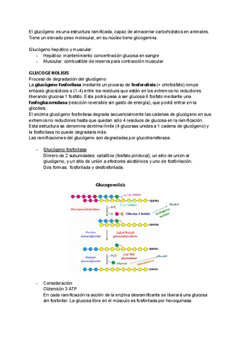 T19.METABOLISMO-GLUCOGENO.pdf