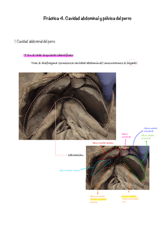 PRACTICA-4. ANATOMÍA -CAVIDAD-ABDOMINAL-Y-PELVICA-DEL-PERRO.pdf