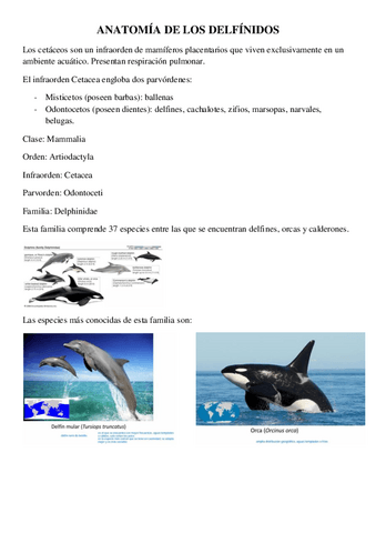 ANATOMIA-DE-LOS-DELFINIDOS.pdf