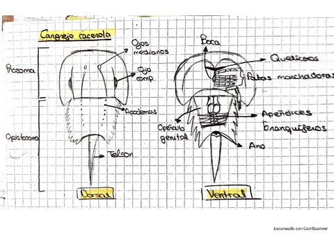 Esquemas-Practicas-Zoo.pdf