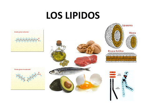 TEMA-3.-LOS-LIPIDOS.pdf