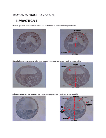 IMAGENES-DEL-EXAMEN-DE-PRACTICAS-BIOCEL.pdf