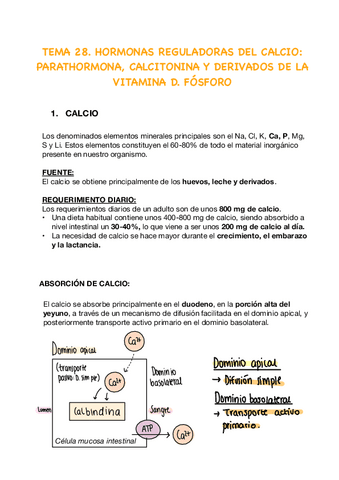 T28.-Metabolismo-Del-Calcio-Y-Del-Fosforo.CORREGIDO.pdf