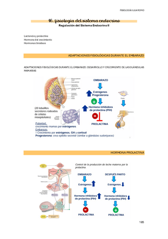 T16.-FISIO-JULIA-ROMO.pdf