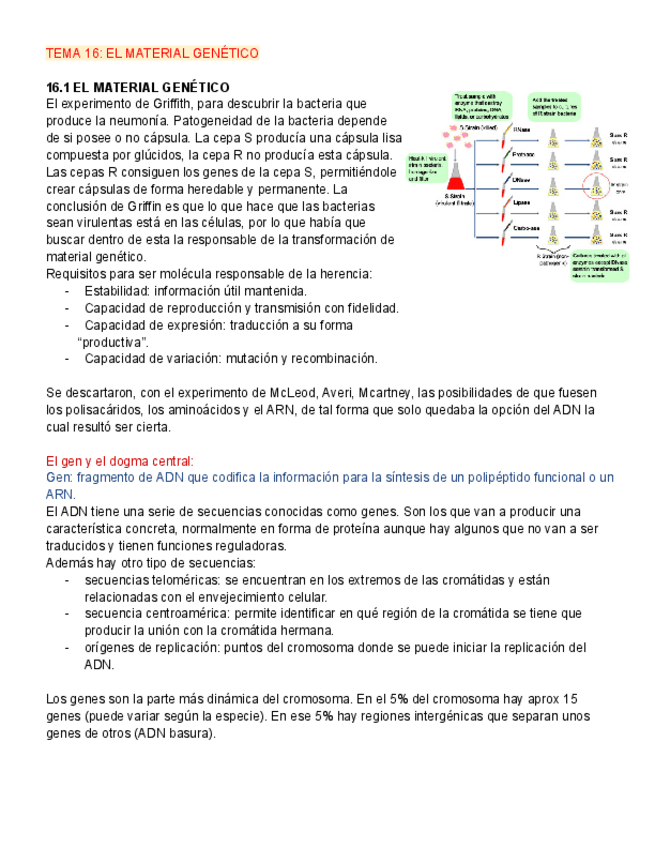 TEMA-16-EL-MATERIAL-GENETICO-REPLICACION-TRANSCRIPCION-Y-TRADUCCION-DEL-ADN-1.pdf