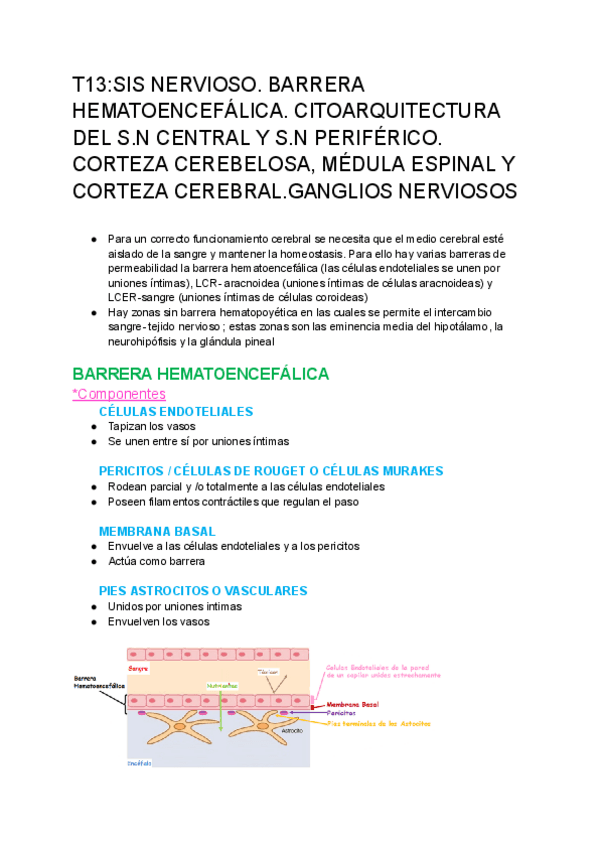 T13-SISTEMA-NERVIOSO.pdf
