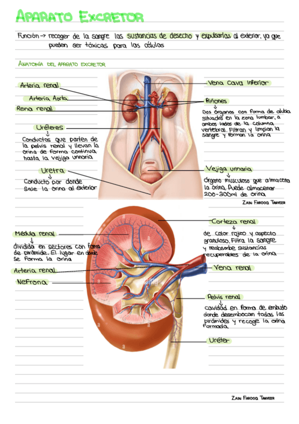 Aparato-excretor.pdf