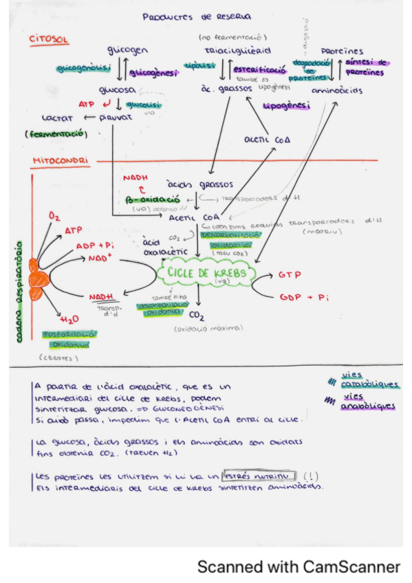 Esquema-global-metabolisme.pdf