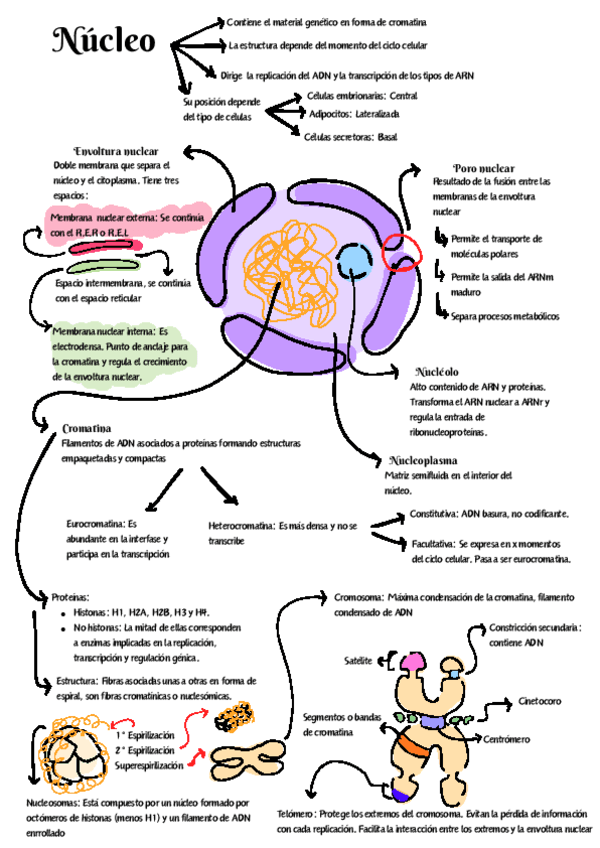 Núcleo celular esquema.pdf