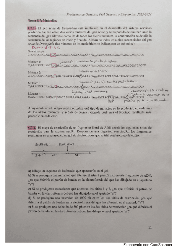 G7-Ejercicios-Genetica.pdf