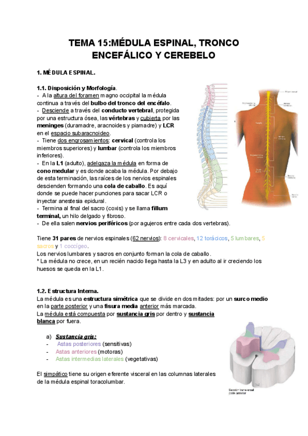 ANTema-15-MEDULA-ESPINAL-TRONCO-ENCEFALICO-Y-CEREBELO-1.pdf