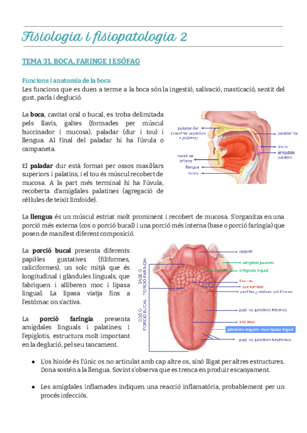 Tema-31.-Boca-faringe-i-esofag.pdf