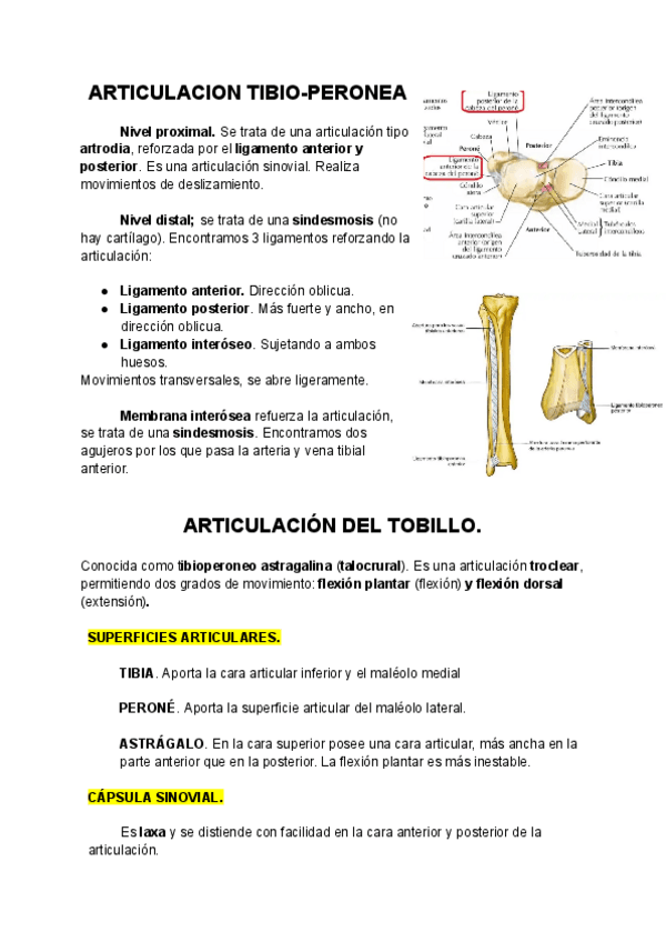 ARTICULACION-TIBIO-PERONEA-Y-TIBIOPERONEA-ASTRAGALINA.pdf