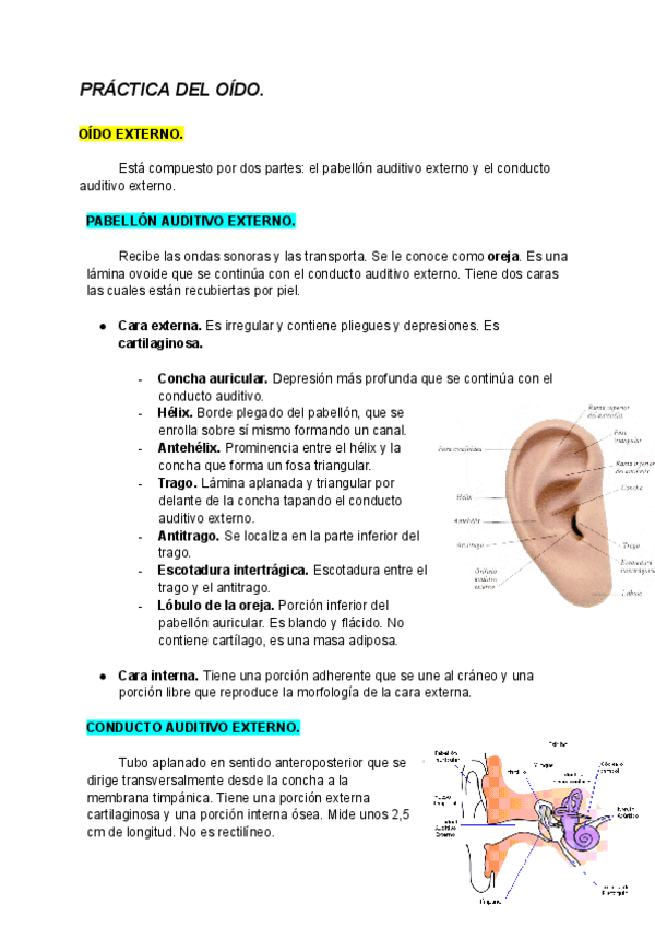 PRACTICA-DEL-OIDO.pdf