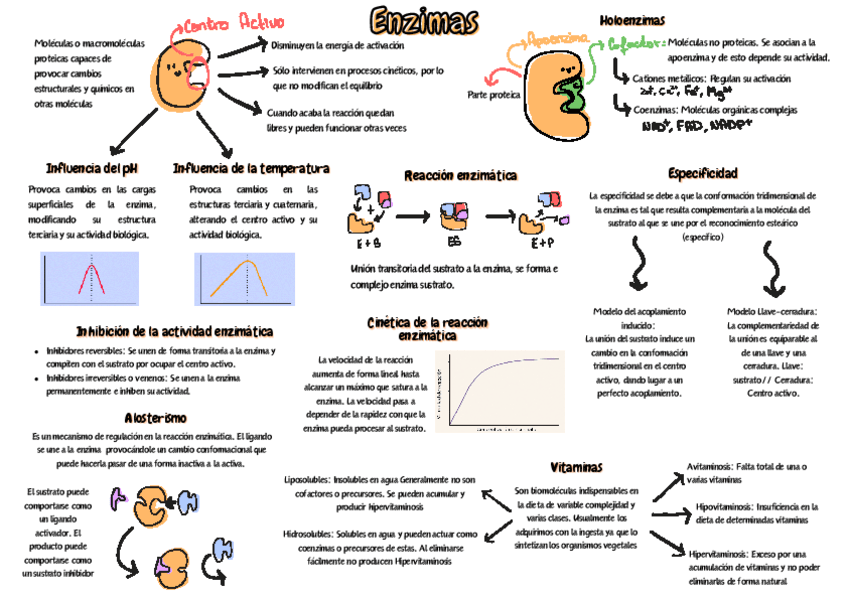 Enzimas esquema resumen.pdf