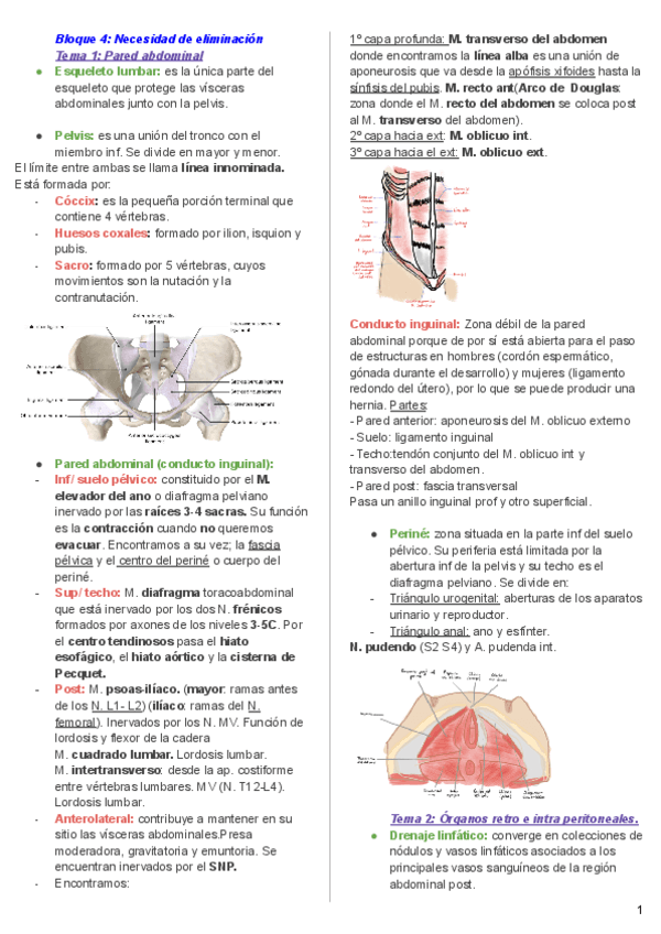 Bloque 4 Anatomia Pdf