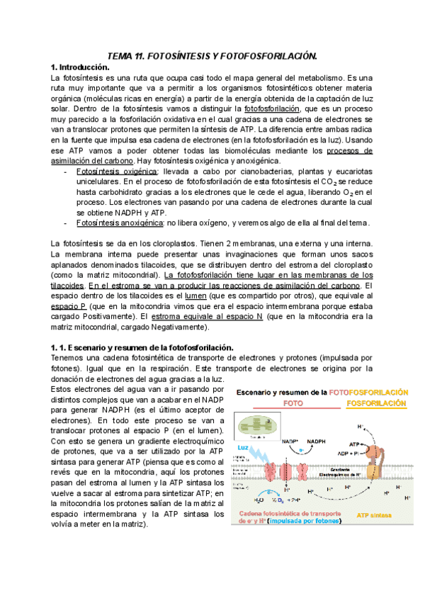 TEMA-11-BIOQUIMICA-II.pdf