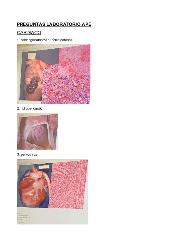 PREGUNTAS-LAB-APE.pdf