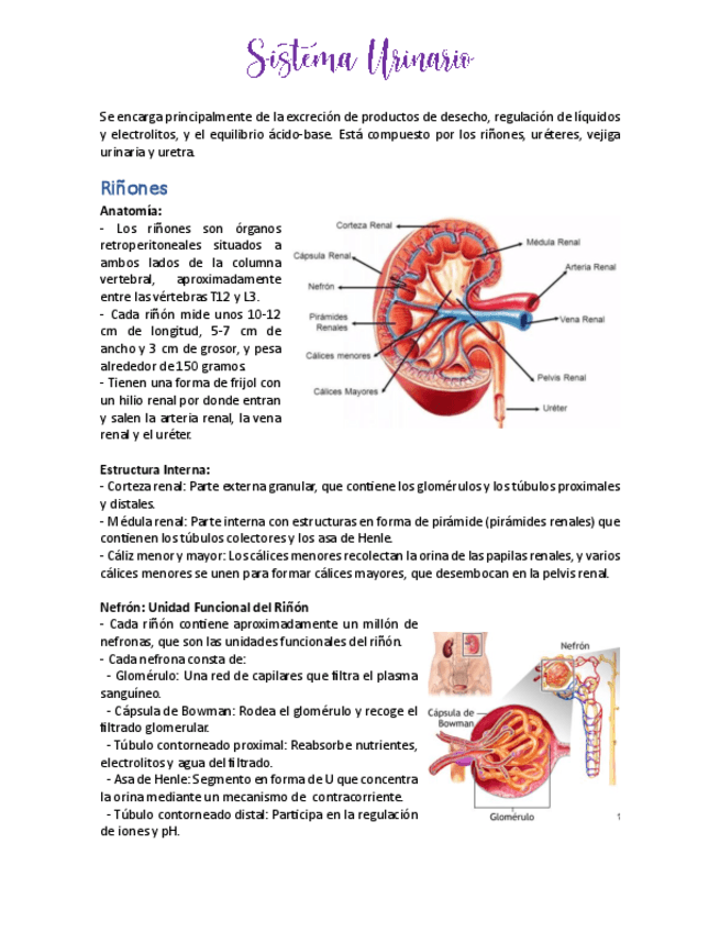 Sistema-Urinario.pdf