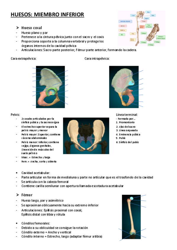 Anatomía-T2-Huesos-Miembro-Inferior.pdf