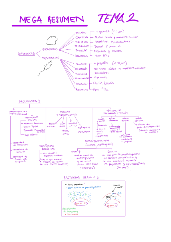 Mega-resumen-tema-2.pdf