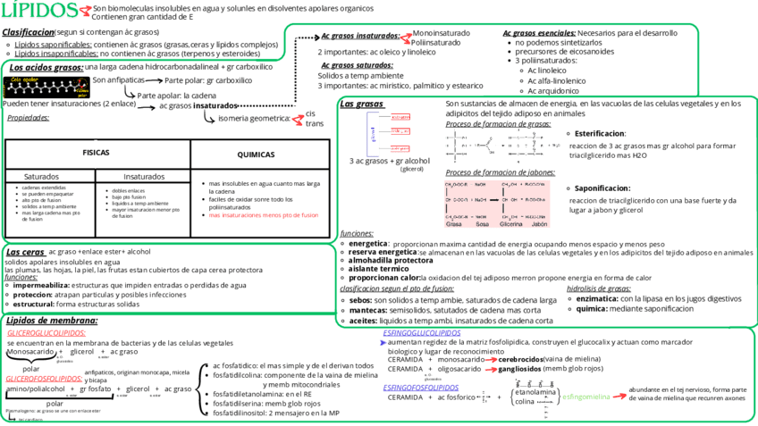 resumen-tema-3-lipidos.pdf