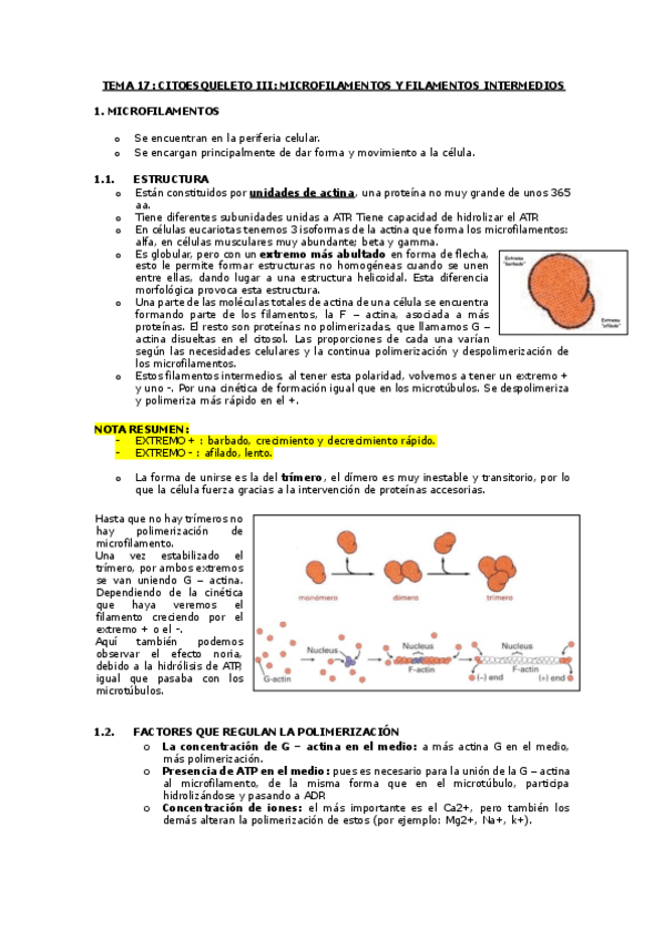 T17.-Citoesqueleto-III.pdf