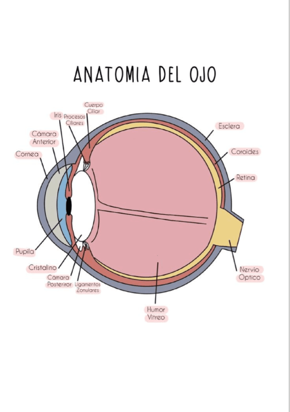 Esquema-del-ojo.pdf