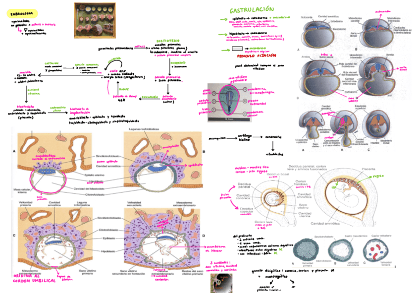 Anatomia-Mapa-Mental-Embriologia.pdf