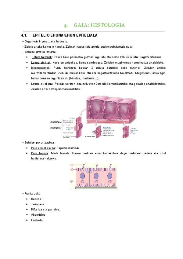 ANATOMIA-Extremidades-inferiores-EEII.pdf