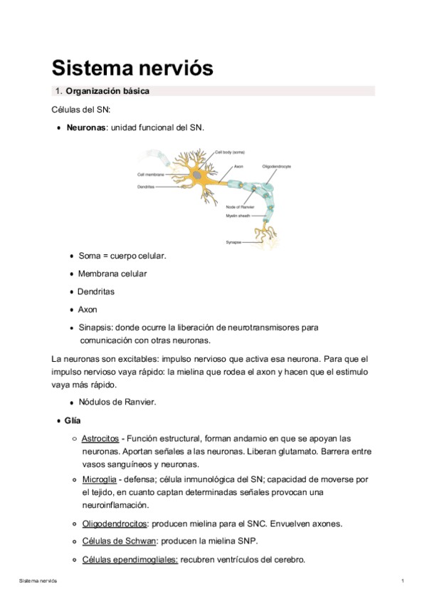 Sistema-nervios.pdf