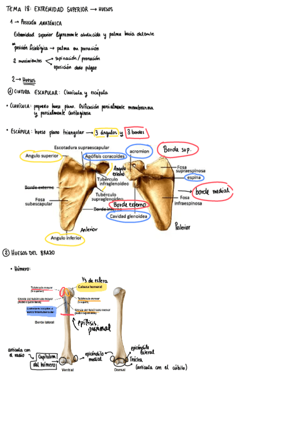 ESQUEMAS-ANATOMIA-II-TERCER-PARCIAL.-EXTREMIDAD-SUPERIOR.pdf