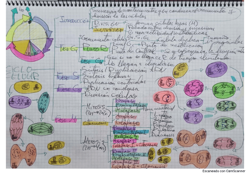 Esquemas-ciclo-celular.pdf