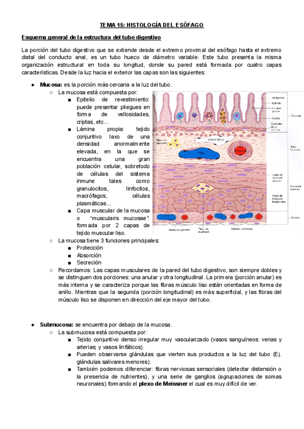 T15Histologia-del-esofago.pdf