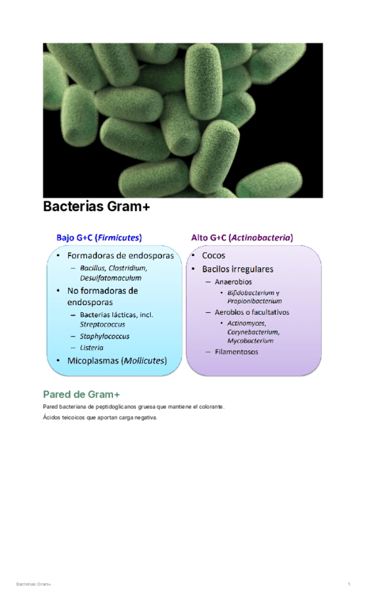 Bacterias-Gram.pdf