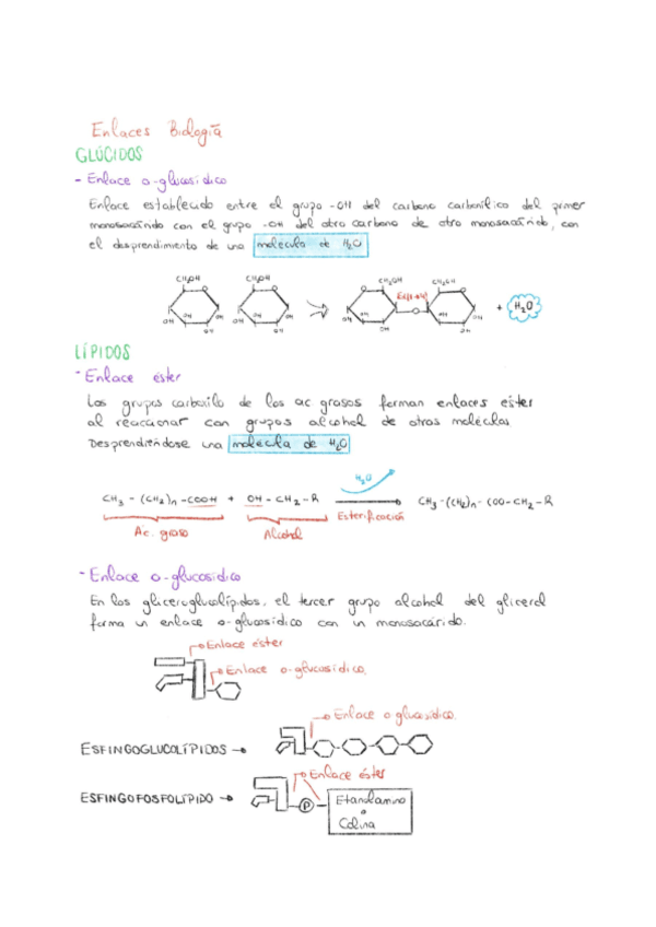 Evau-Bioquimica-esquema.pdf