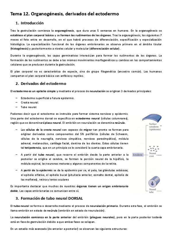 Tema-12.-Organogenesis-derivados-del-ectodermo.pdf