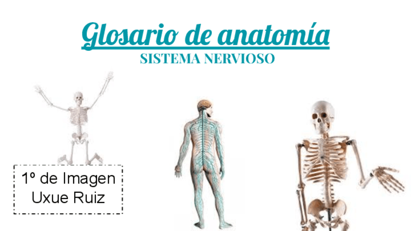 Glosario De Anatomia Pptx Pdf