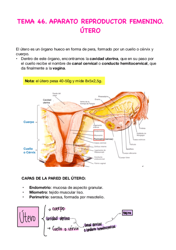 T46.-Aparato-Reproductor-Femenino.-Utero.pdf